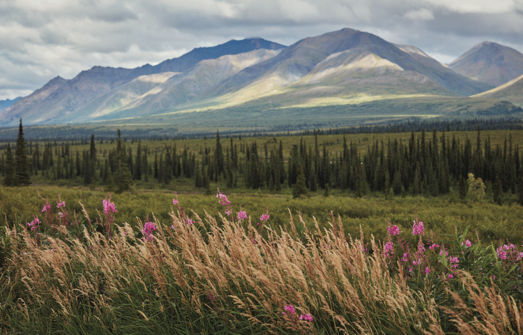 Tauck: Alaska - Call of the Wild - Tully Luxury Travel